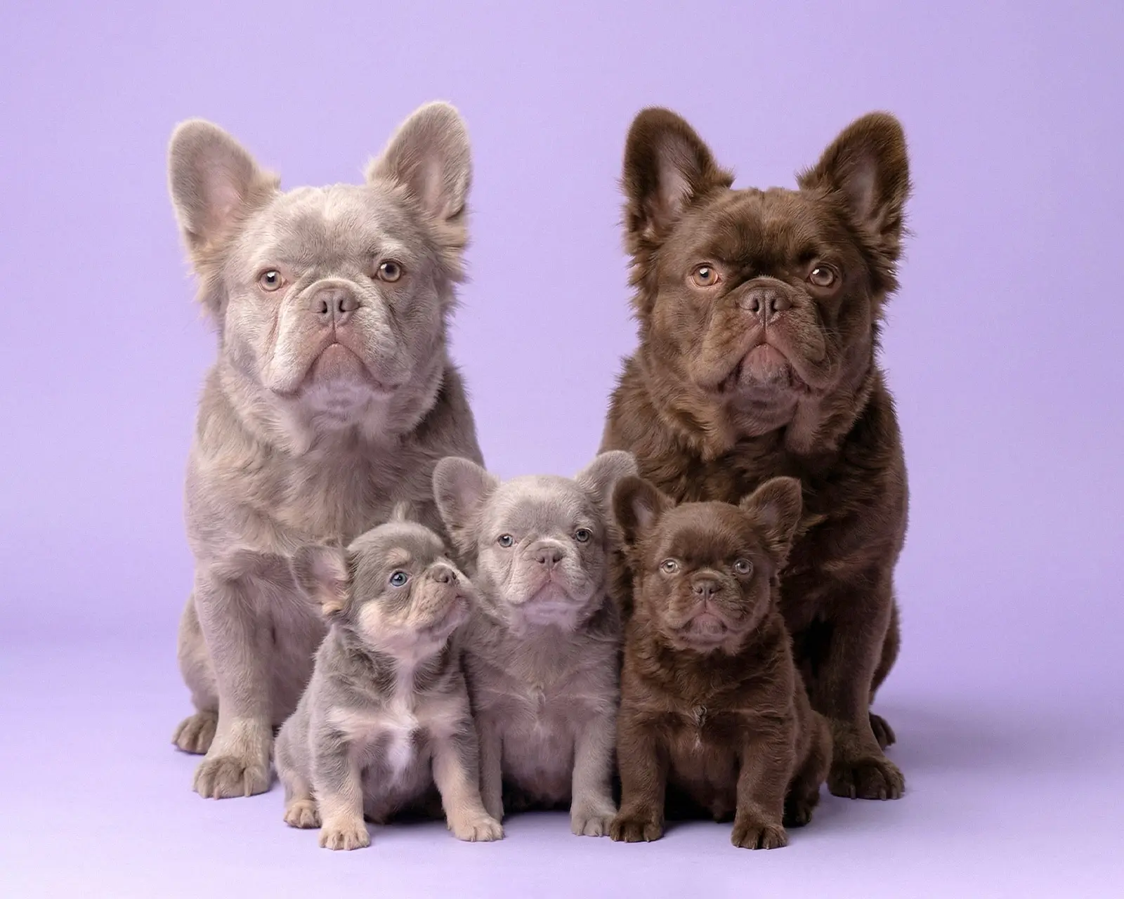 Fluffy Frenchie: Guide to Long-Haired French Bulldogs