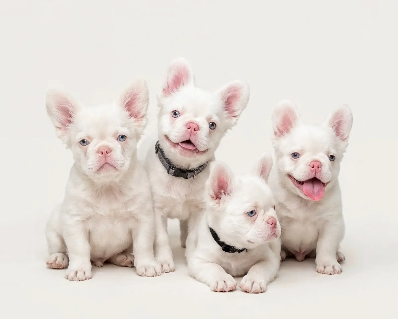 Fluffy Frenchie: Guide to Long-Haired French Bulldogs